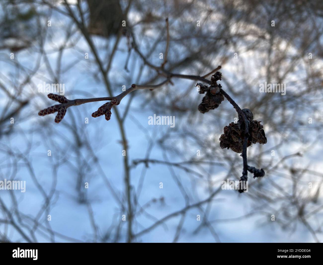 fragrant sumac (Rhus aromatica Stock Photo - Alamy