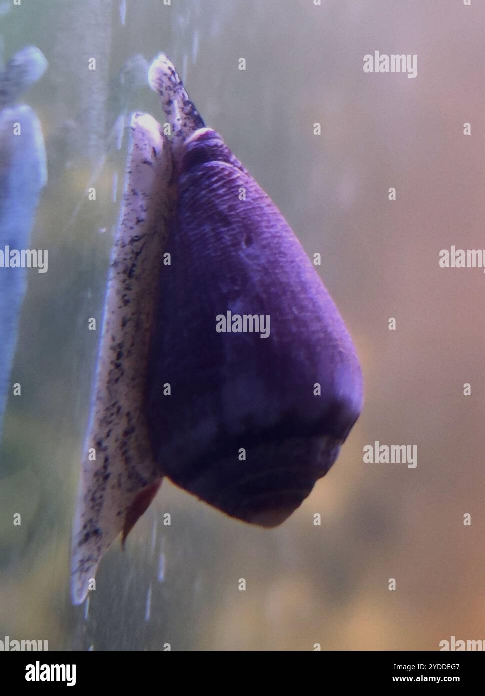 California Cone (Californiconus californicus Stock Photo - Alamy