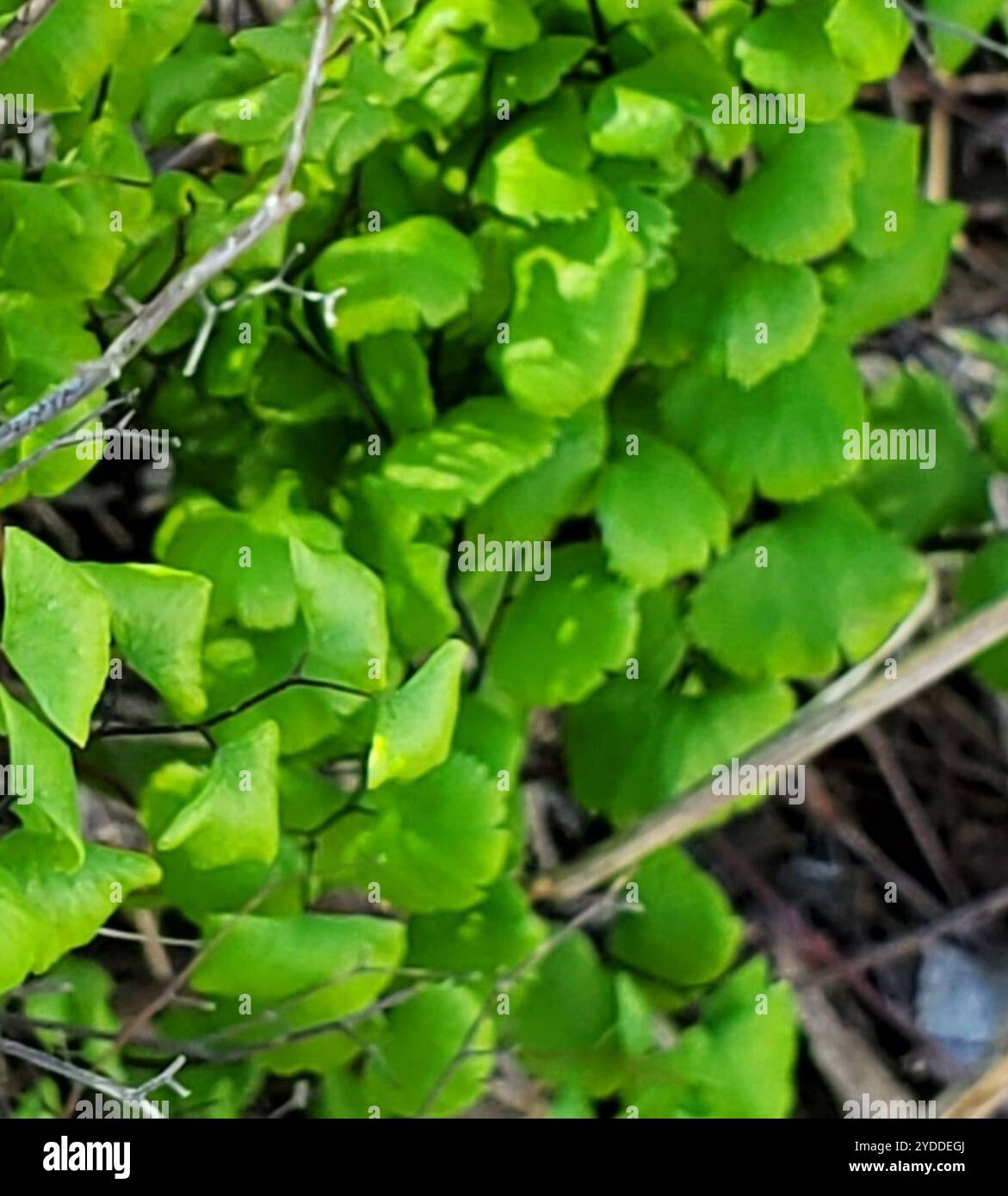 California Maidenhair Fern (Adiantum jordanii Stock Photo - Alamy
