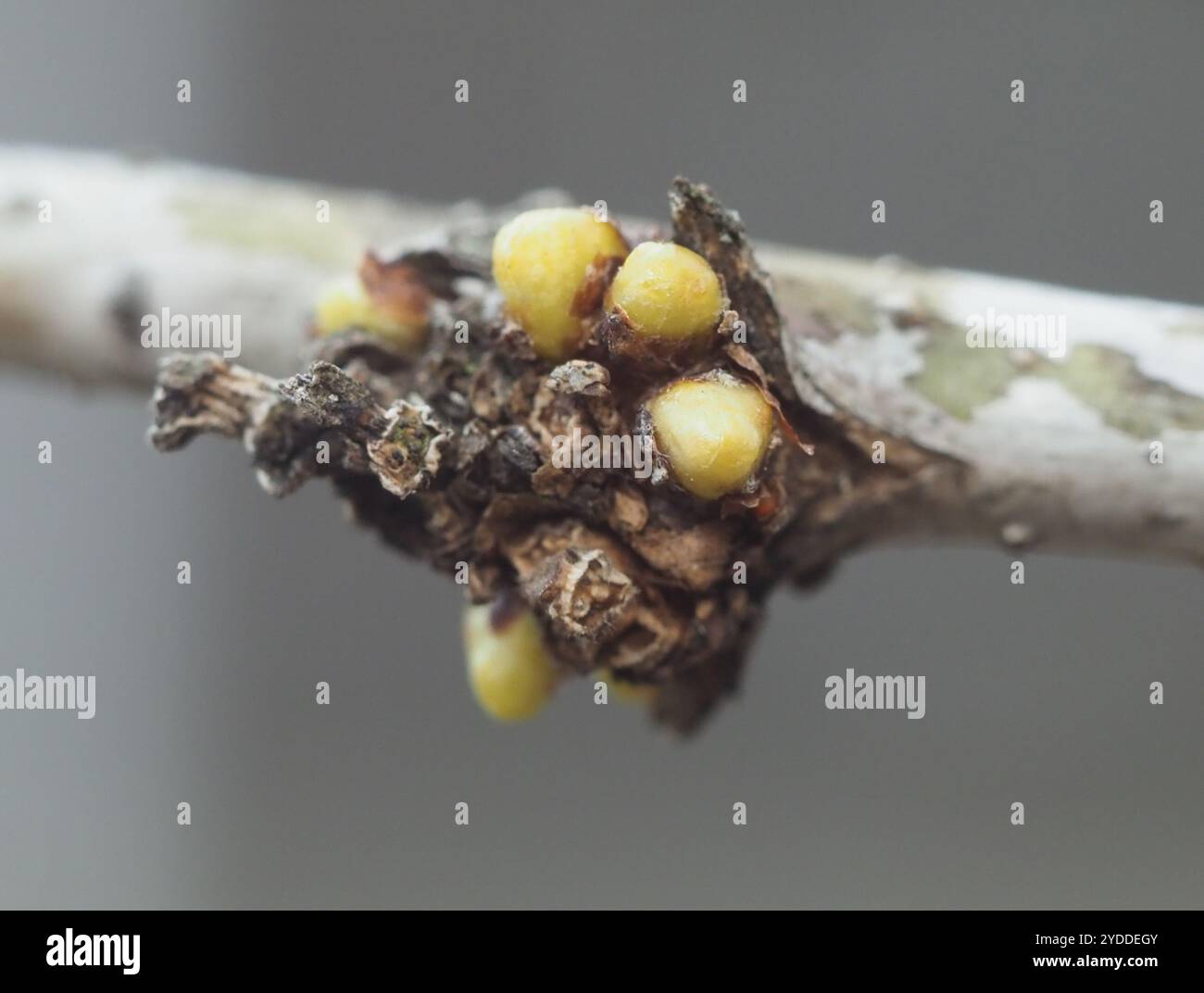thornless honey locust (Gleditsia triacanthos inermis Stock Photo - Alamy
