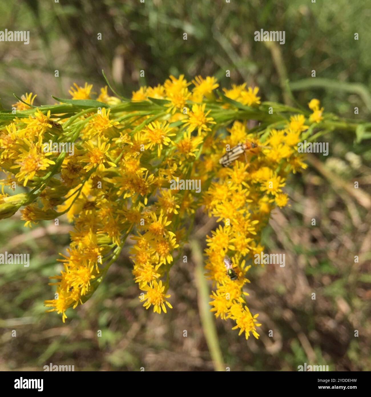 Solidago chilensis hi-res stock photography and images - Alamy
