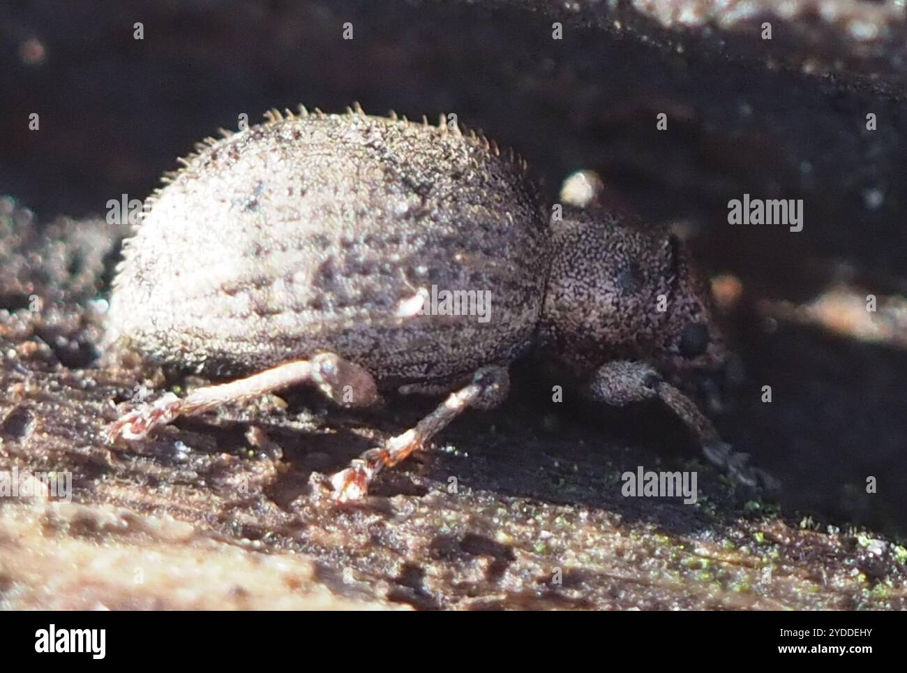 Strawberry Root Weevil (Sciaphilus asperatus Stock Photo - Alamy