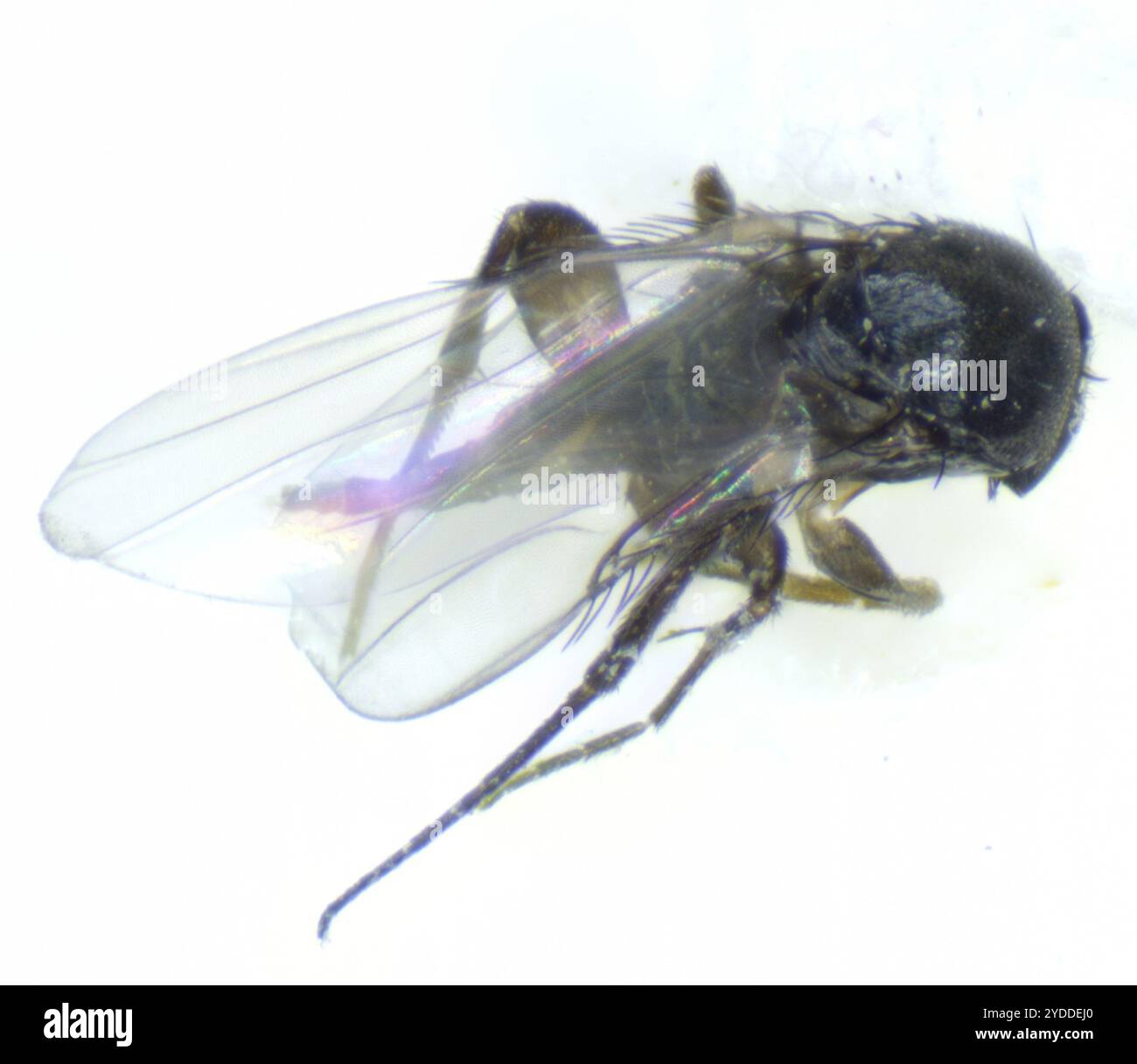 Humpbacked Flies (Phoridae Stock Photo - Alamy