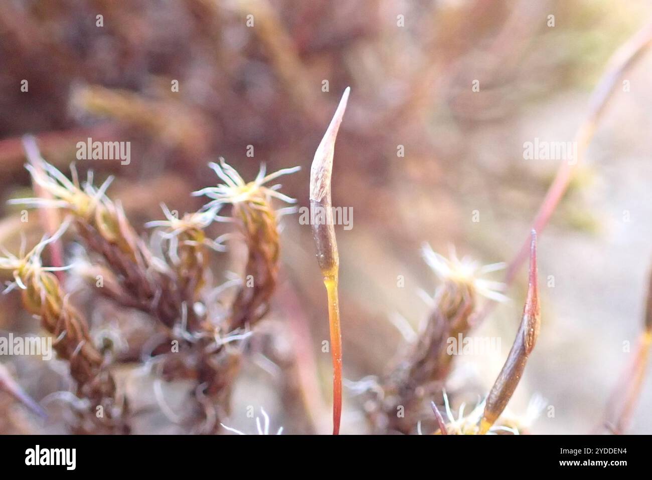 Star Moss (Syntrichia ruralis Stock Photo - Alamy