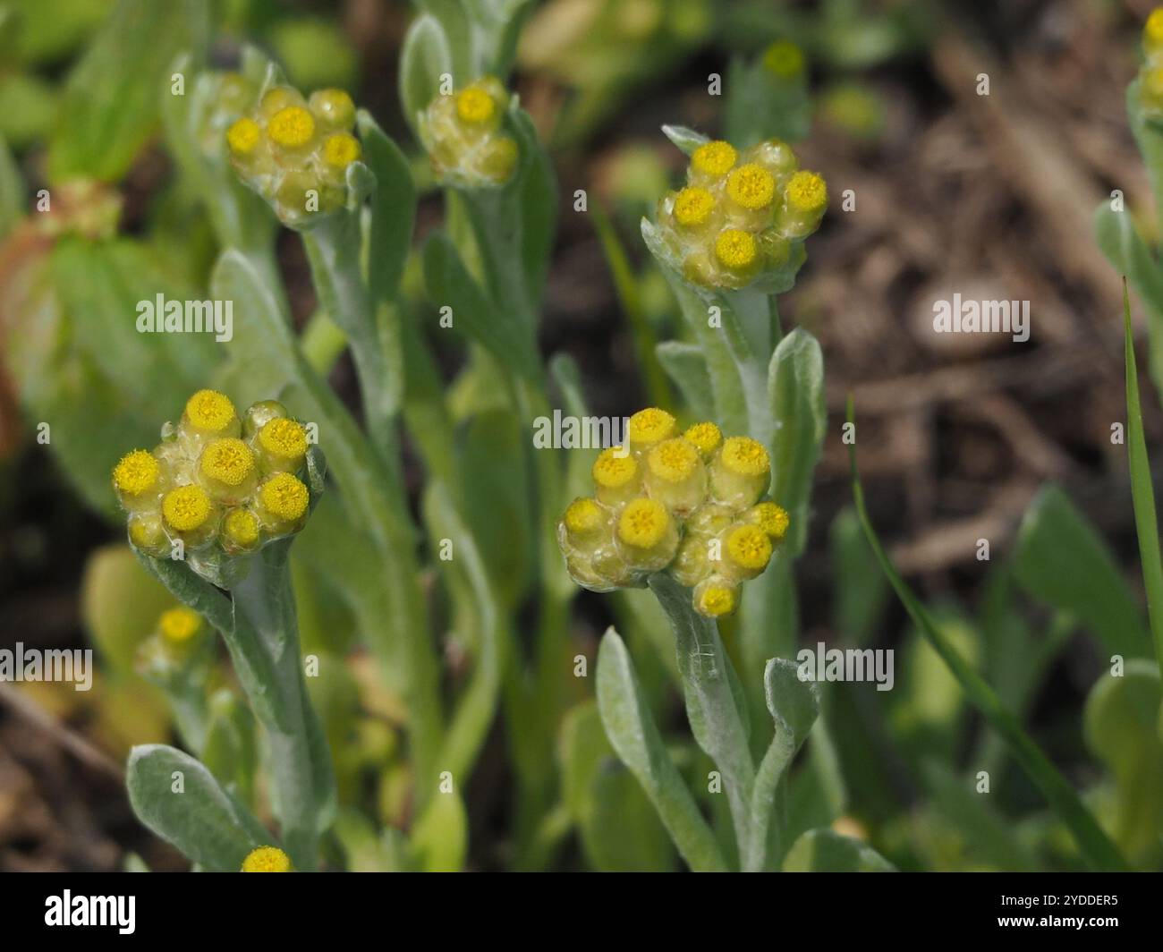 Cotton Weed (Pseudognaphalium affine Stock Photo - Alamy