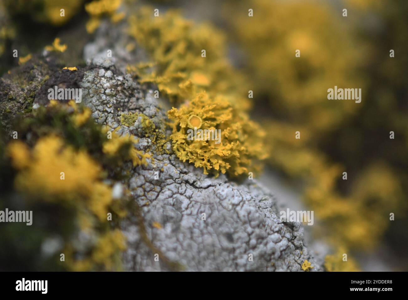 Shrubby Sunburst Lichen (Polycauliona candelaria Stock Photo - Alamy