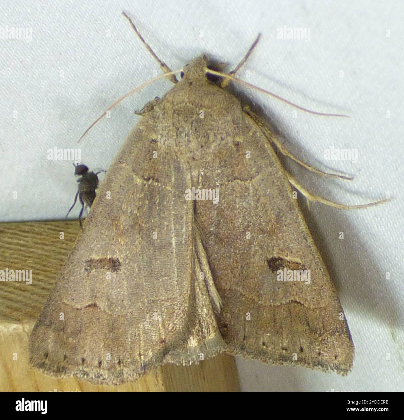 Common Oak Moth (Phoberia atomaris Stock Photo - Alamy