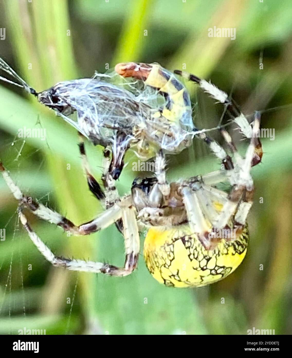 Marbled Orbweaver (Araneus marmoreus Stock Photo - Alamy