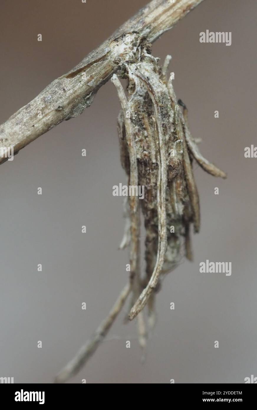 Common Bagworm Moth (Psyche casta Stock Photo - Alamy
