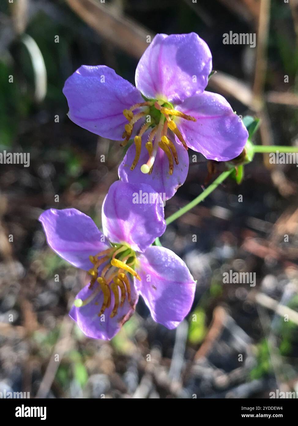 Maryland meadowbeauty (Rhexia mariana Stock Photo - Alamy