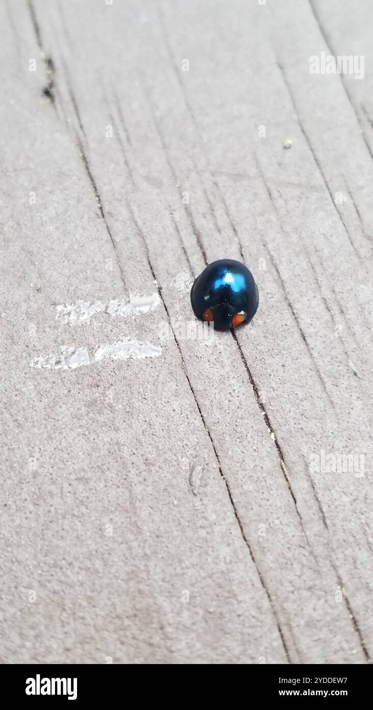 Metallic Blue Lady Beetle (Curinus coeruleus Stock Photo - Alamy