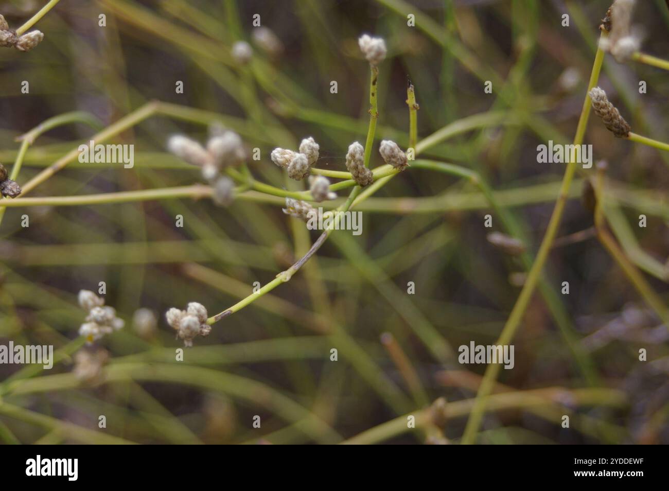 threadleaf chaff flower (Alternanthera filifolia Stock Photo - Alamy