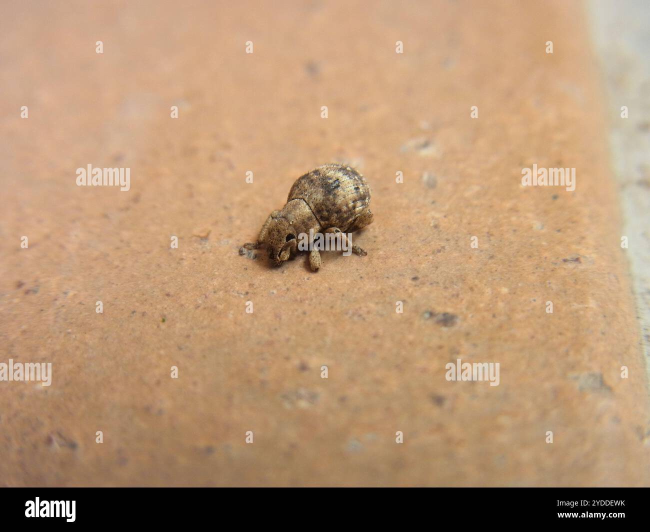 Two-banded Japanese Weevil (Pseudocneorhinus bifasciatus Stock Photo ...