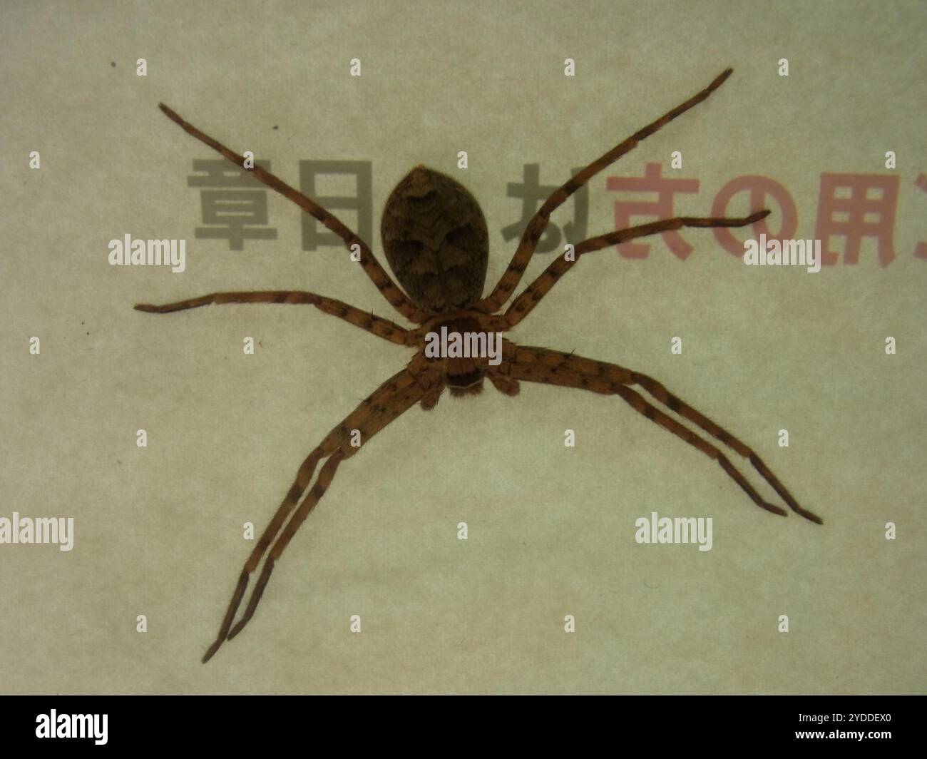 Pantropical Huntsman Spider (Heteropoda venatoria Stock Photo - Alamy