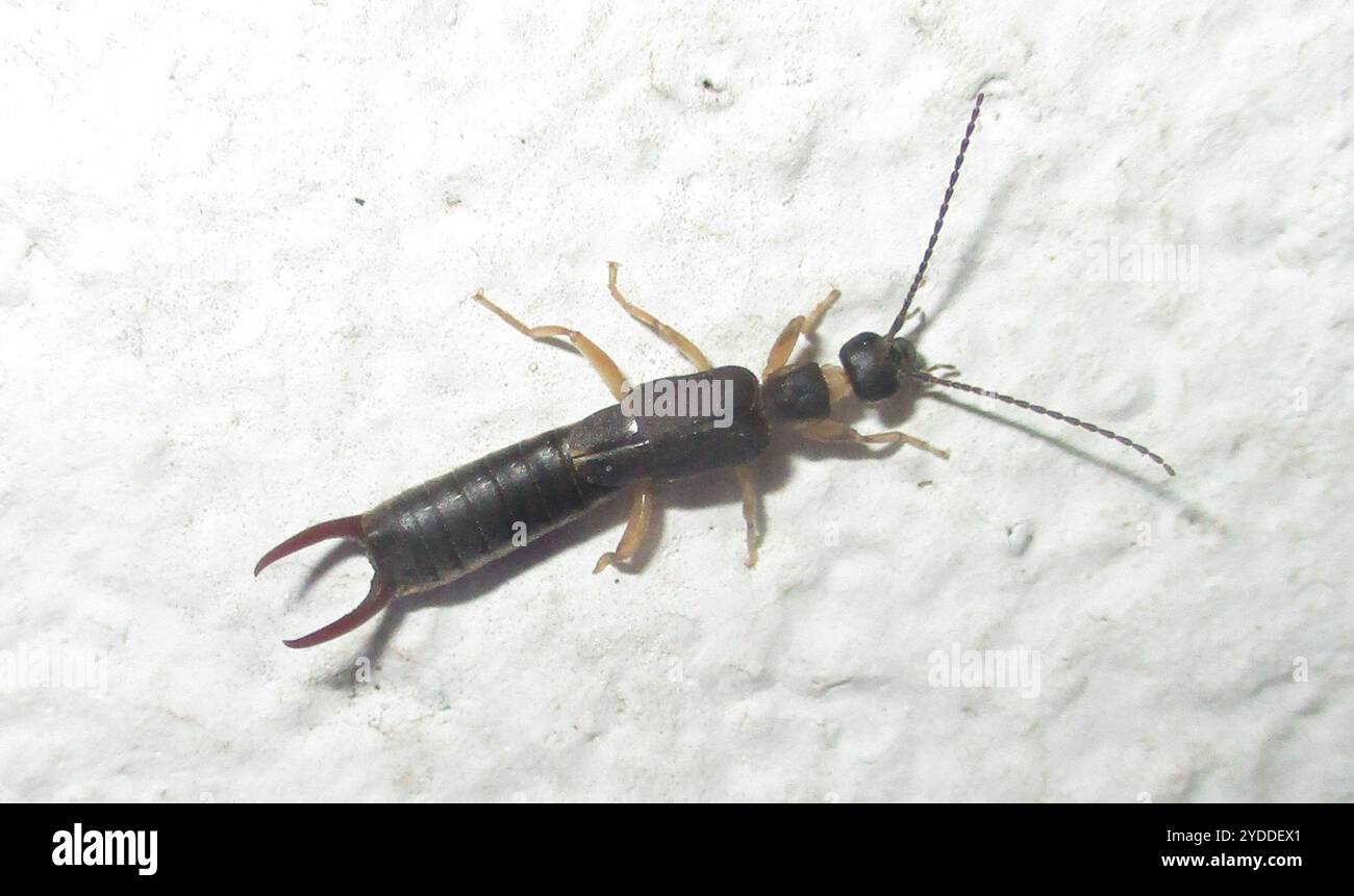Black Bush Earwig (Nala lividipes Stock Photo - Alamy