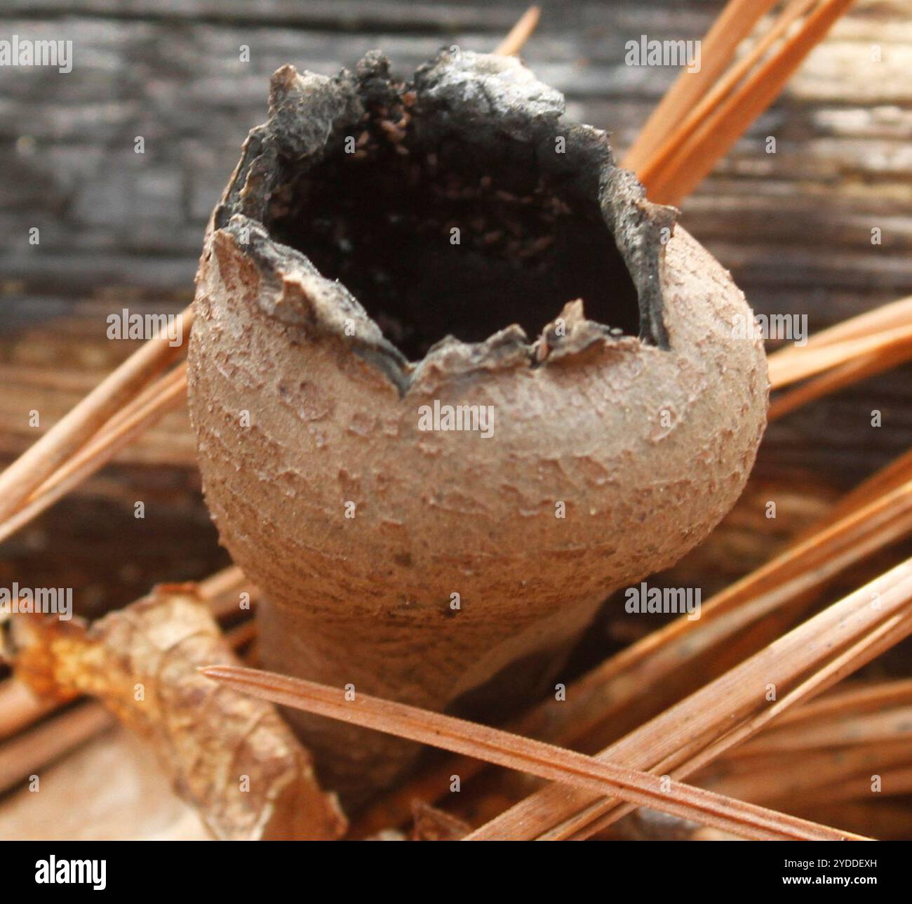 devil's urn (Urnula craterium Stock Photo - Alamy