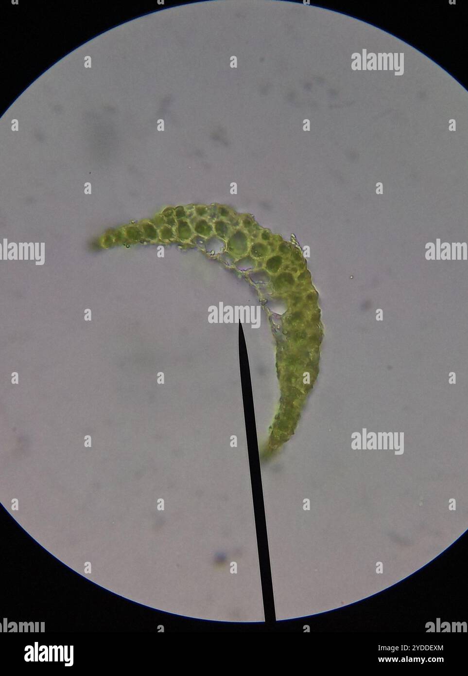 Dwarf Swan-neck Moss (Campylopus pyriformis Stock Photo - Alamy