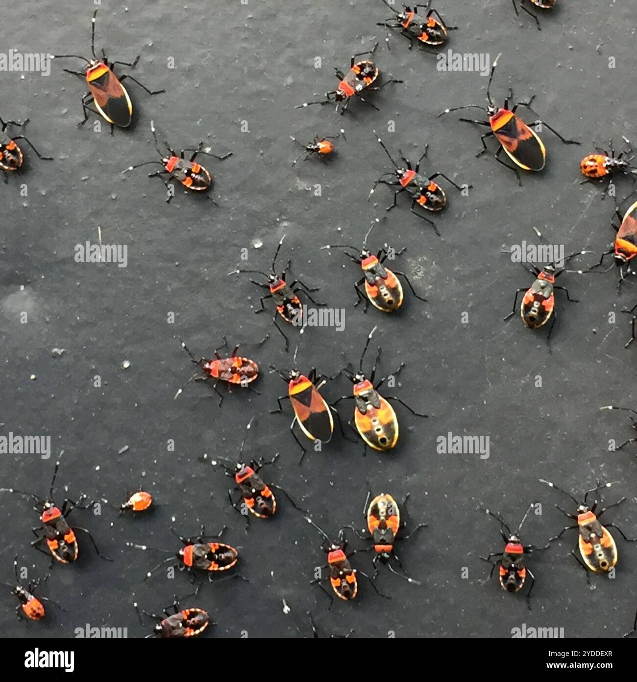 Dindymus versicolor hi-res stock photography and images - Alamy