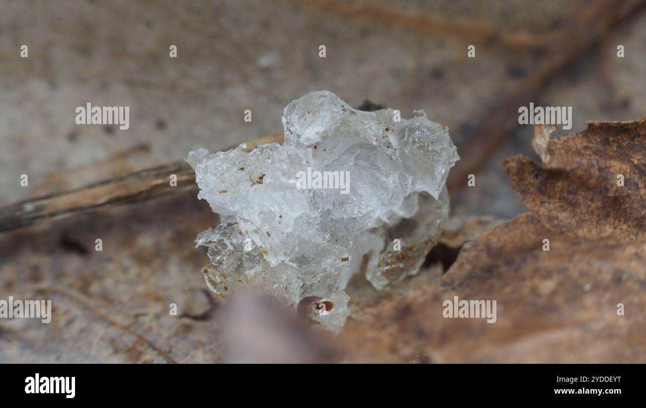 Bacterial Speck (Pseudomonas syringae Stock Photo - Alamy