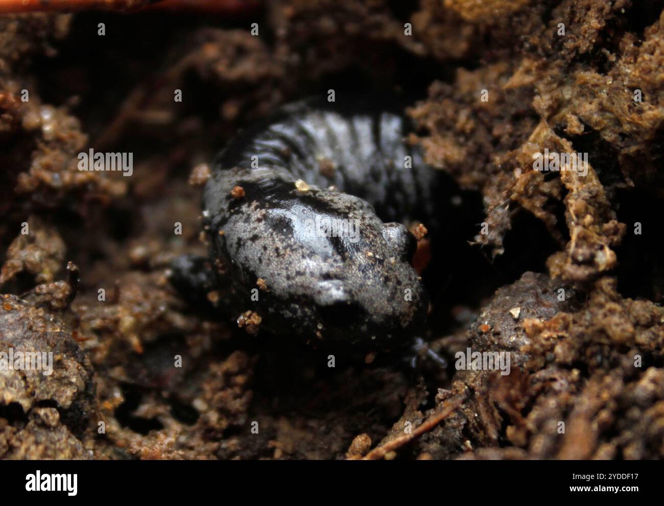 Marbled Salamander (Ambystoma opacum Stock Photo - Alamy