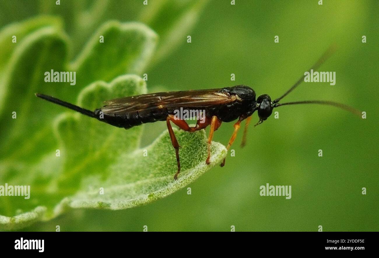 Ichneumonid Wasps (Ichneumonidae Stock Photo - Alamy