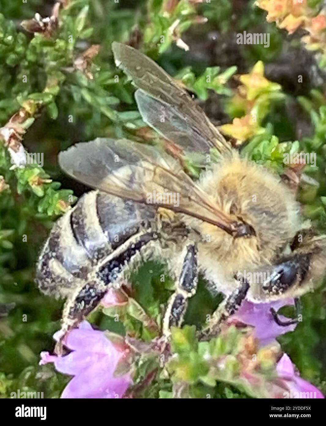 Western Honey Bee (Apis mellifera Stock Photo - Alamy
