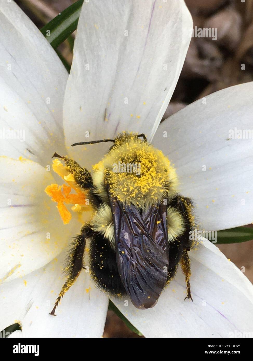 Two-spotted Bumble Bee (Bombus bimaculatus Stock Photo - Alamy