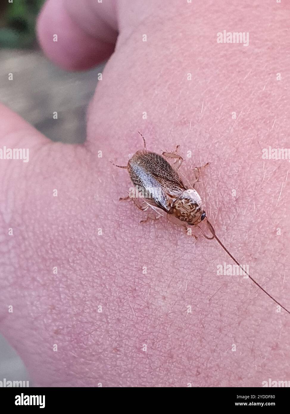 Cockroaches and Termites (Blattodea Stock Photo - Alamy
