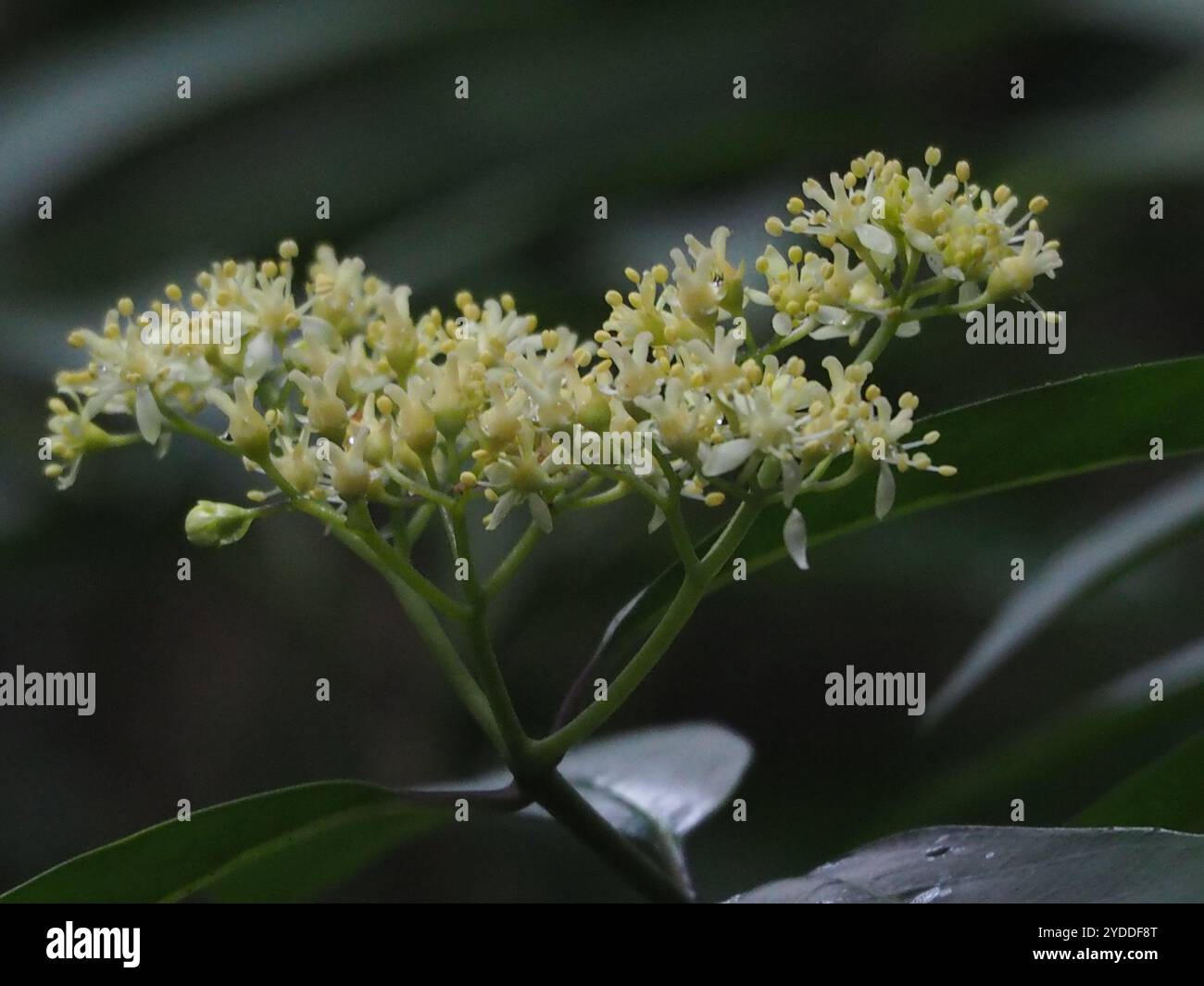 Chinese Hydrangea (Hydrangea chinensis Stock Photo - Alamy