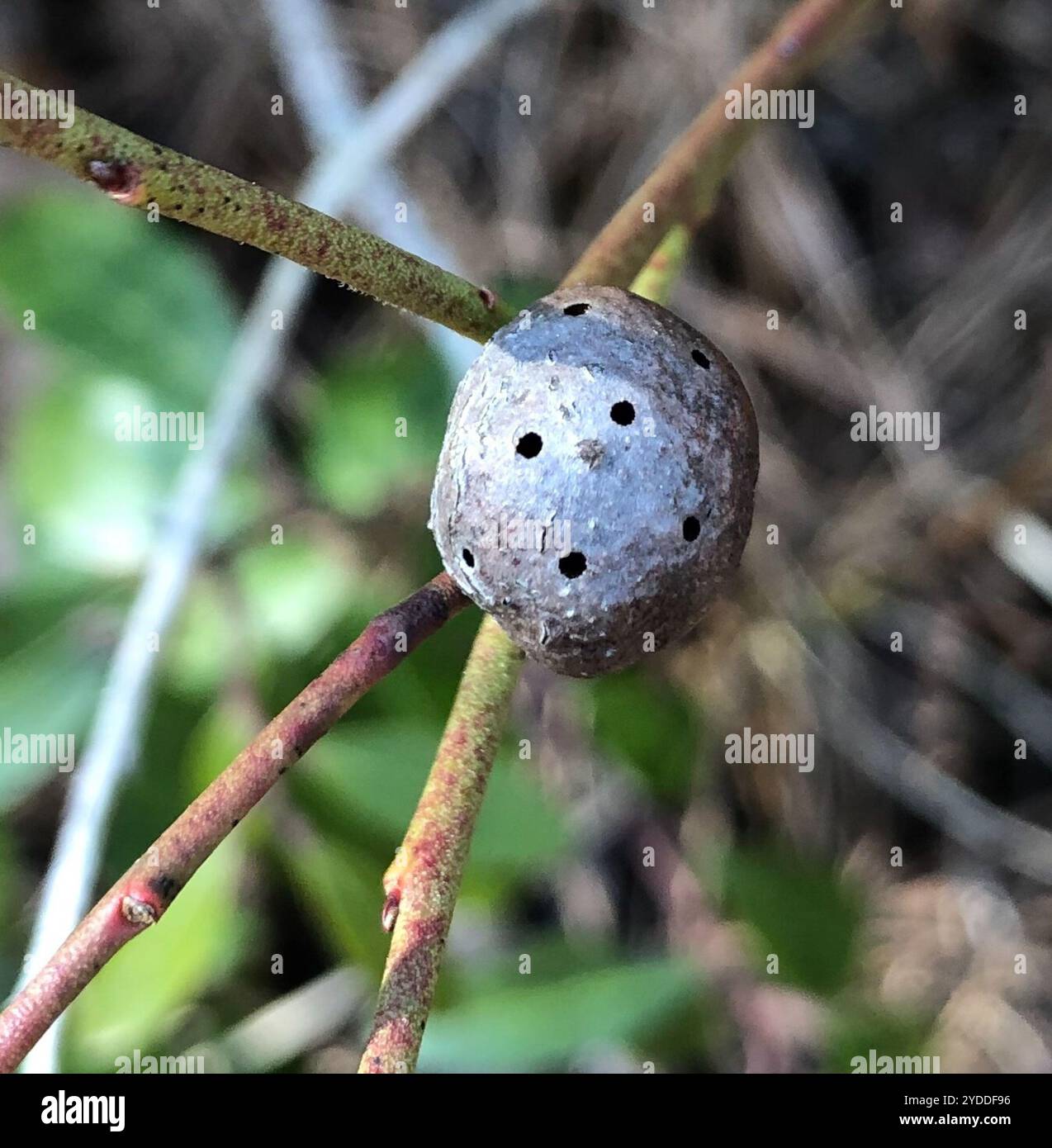 Blueberry Stem Gall Wasp (Hemadas nubilipennis Stock Photo - Alamy