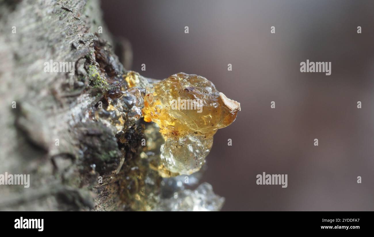 Bacterial Speck (Pseudomonas syringae Stock Photo - Alamy
