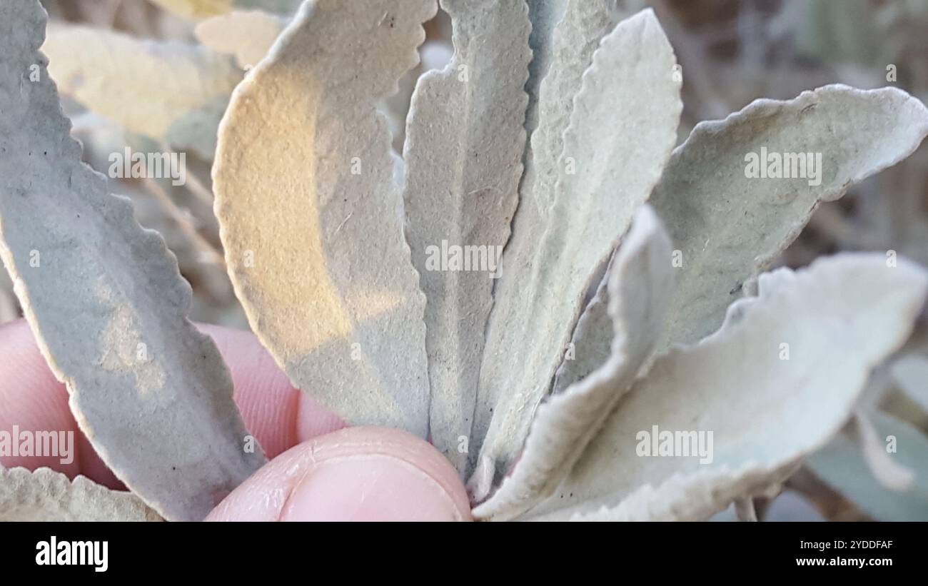 Woolly yerba santa hi-res stock photography and images - Alamy