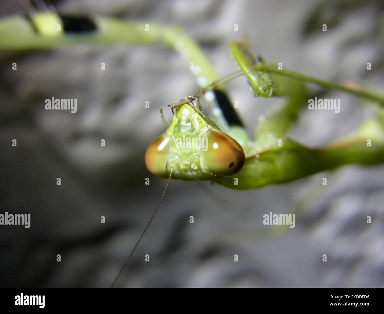 Asian jumping mantis hi-res stock photography and images - Alamy