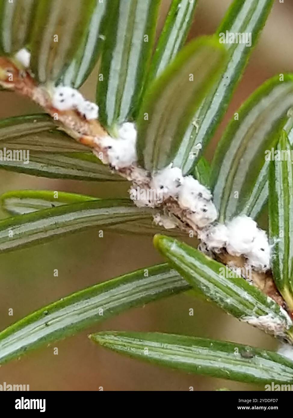 Hemlock Woolly Adelgid (Adelges tsugae Stock Photo - Alamy