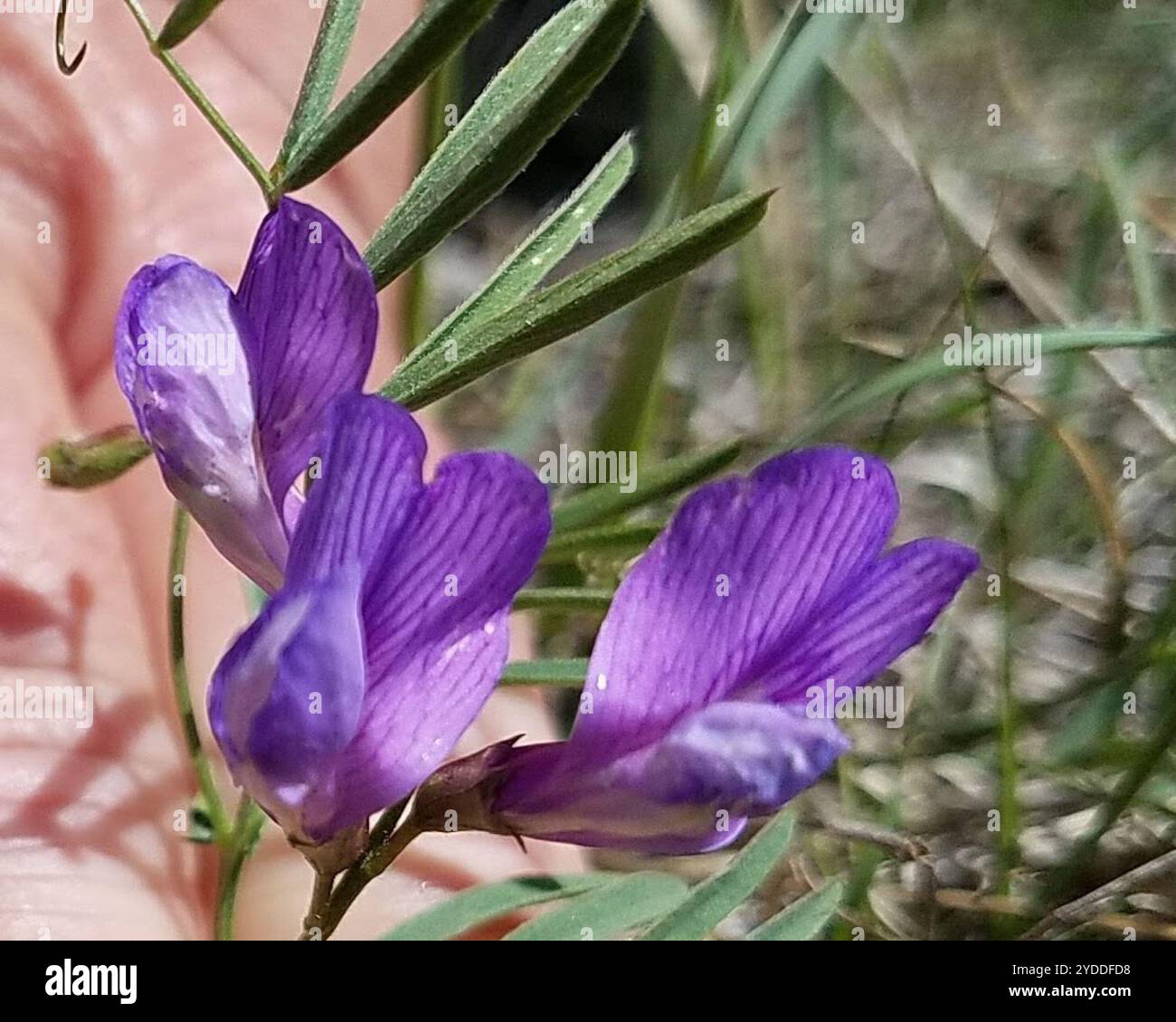 American vetch (Vicia americana Stock Photo - Alamy