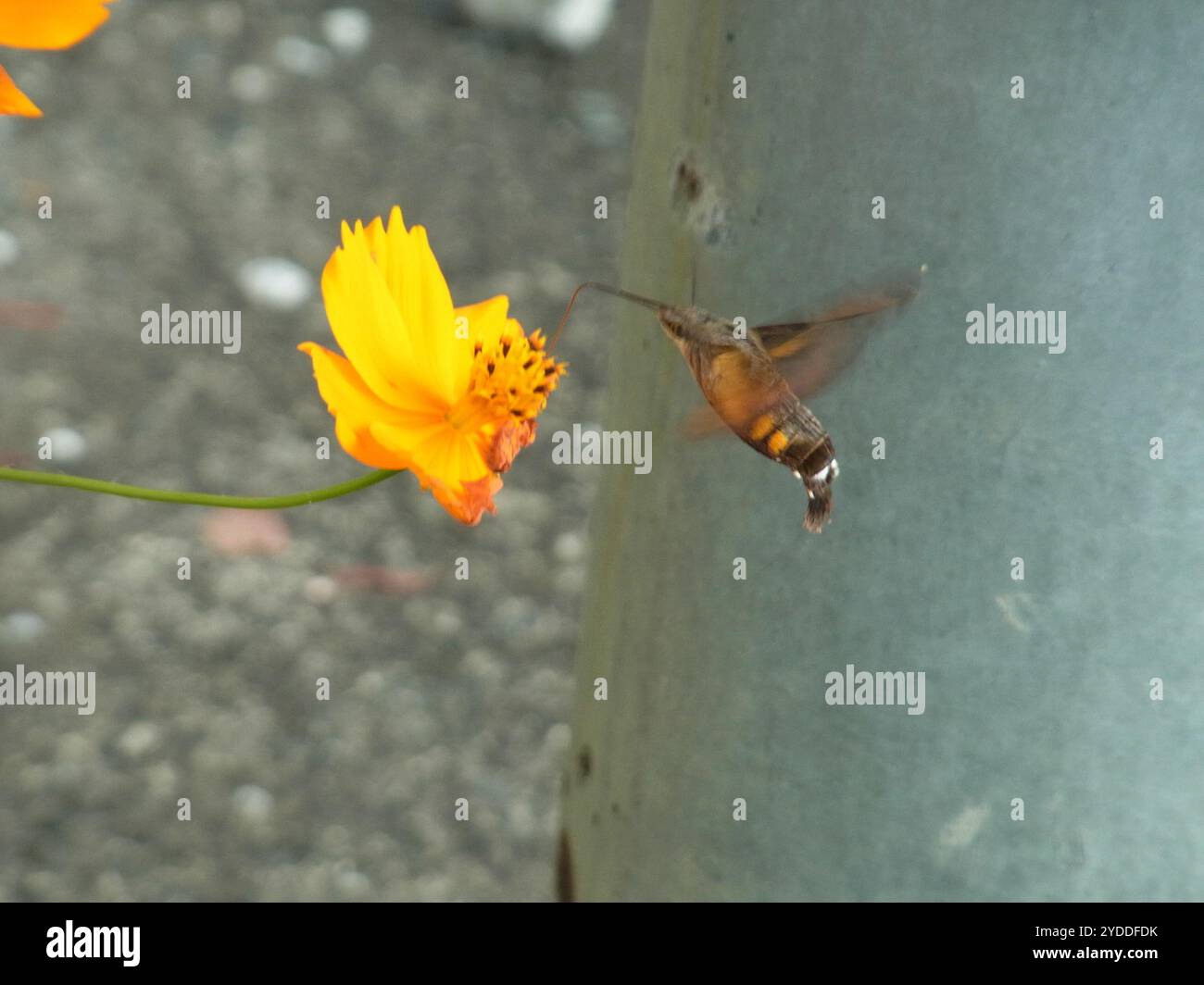 Maile Pilau Hornworm (Macroglossum pyrrhosticta Stock Photo - Alamy