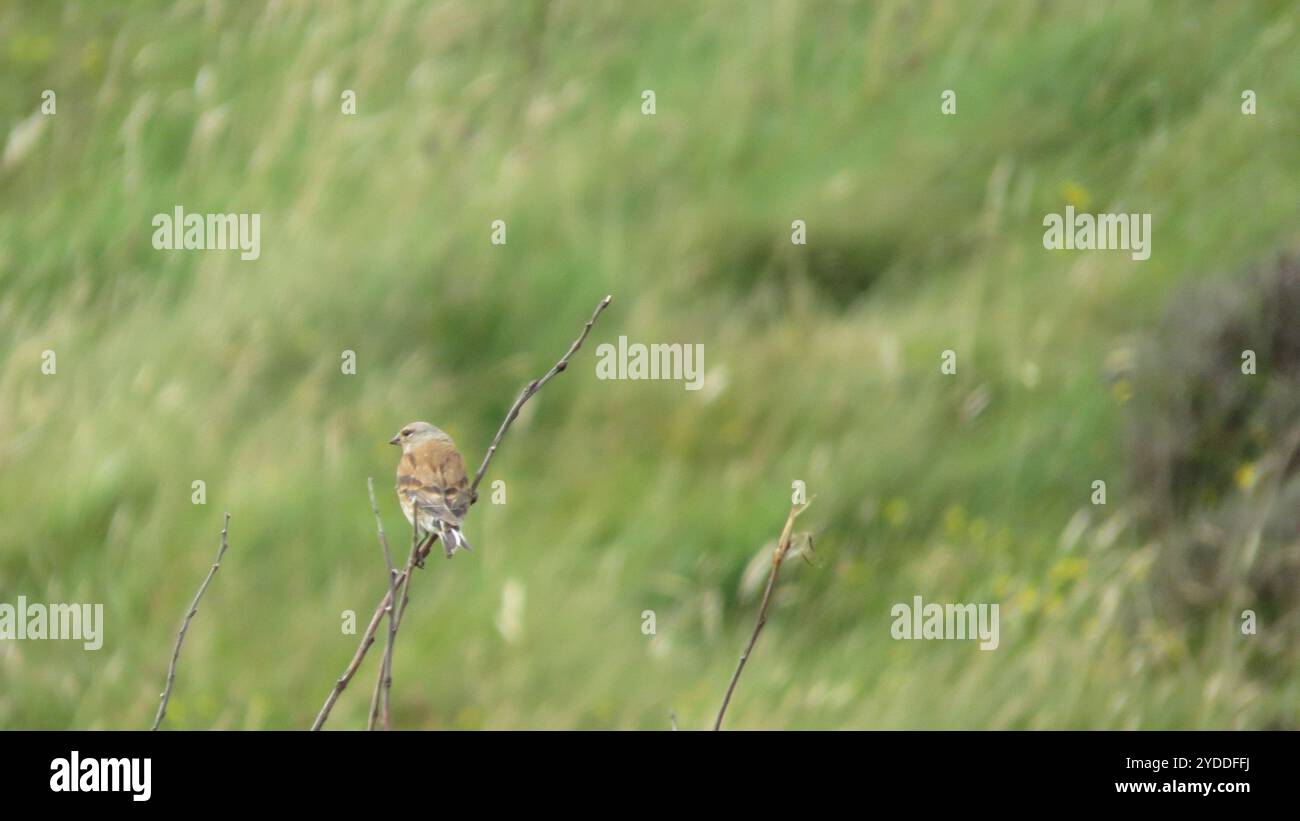 Eurasian Linnet (Linaria cannabina Stock Photo - Alamy