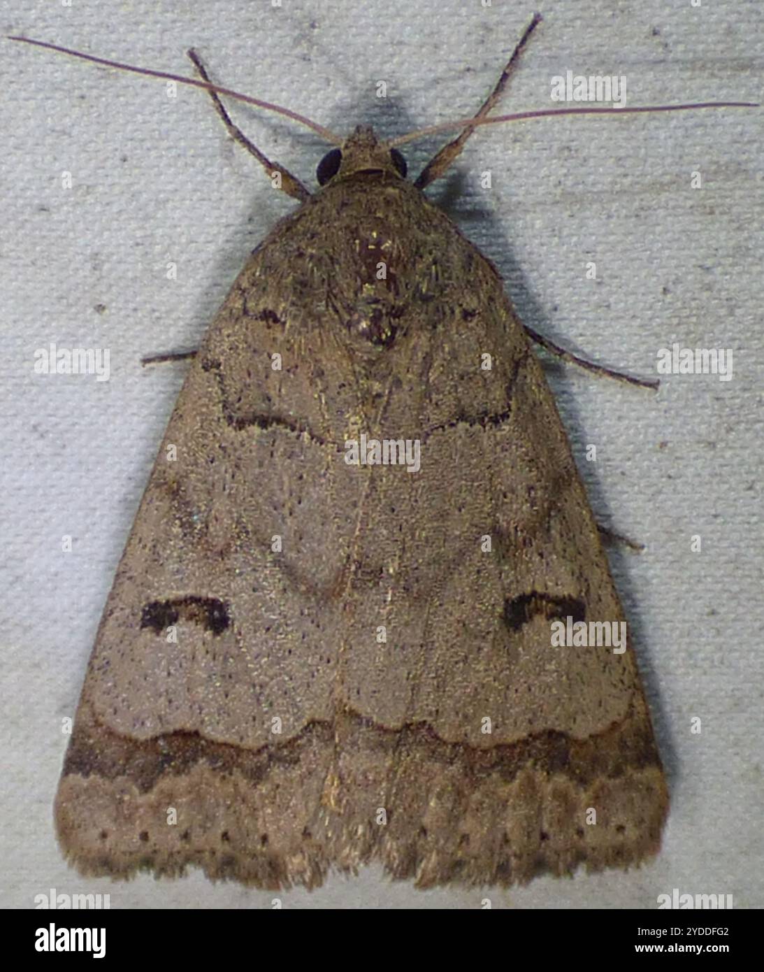 Common Oak Moth (Phoberia atomaris Stock Photo - Alamy