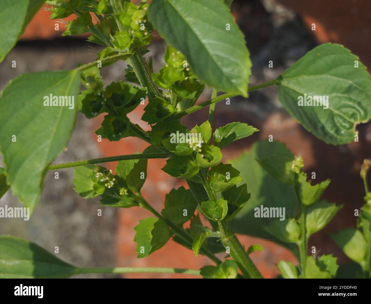Acalypha indica hi-res stock photography and images - Alamy