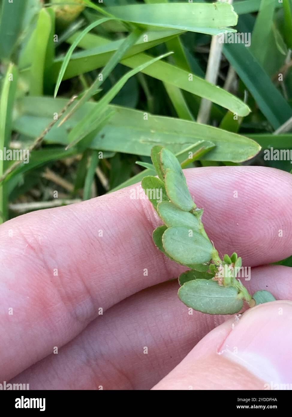 Euphorbia thymifolia hi-res stock photography and images - Alamy