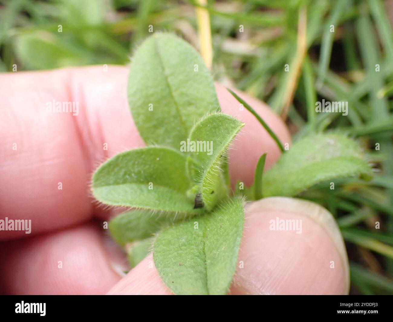Sticky mouse-ear chickweed (Cerastium glomeratum Stock Photo - Alamy