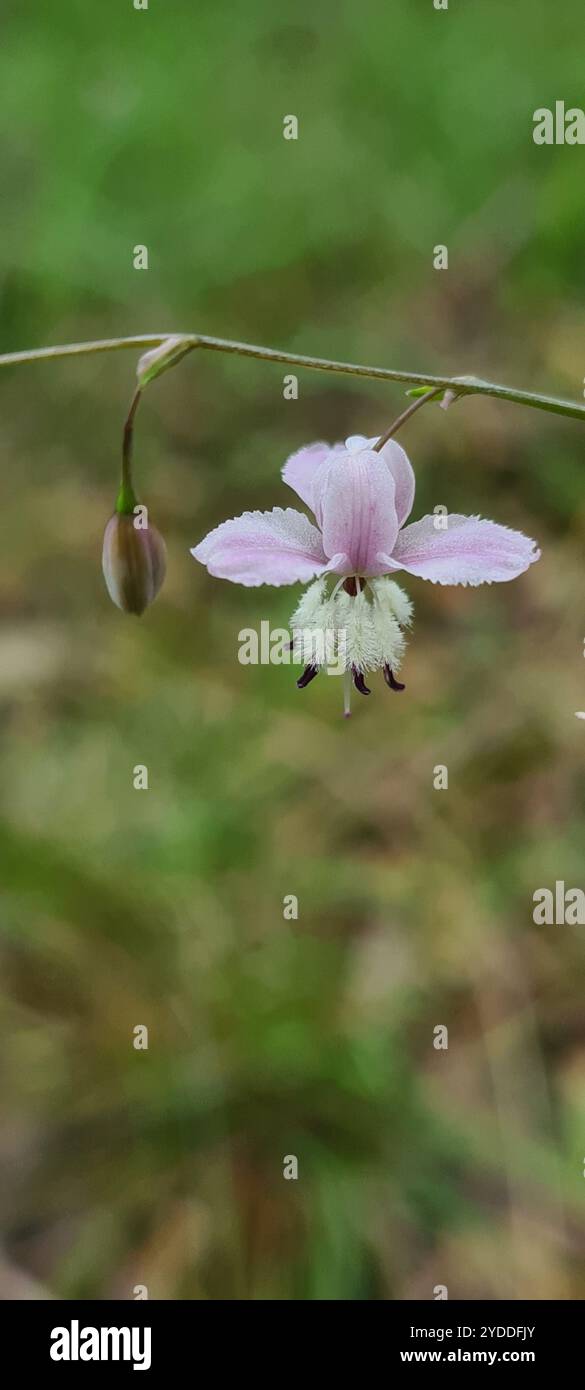 Milleflorum hi-res stock photography and images - Alamy