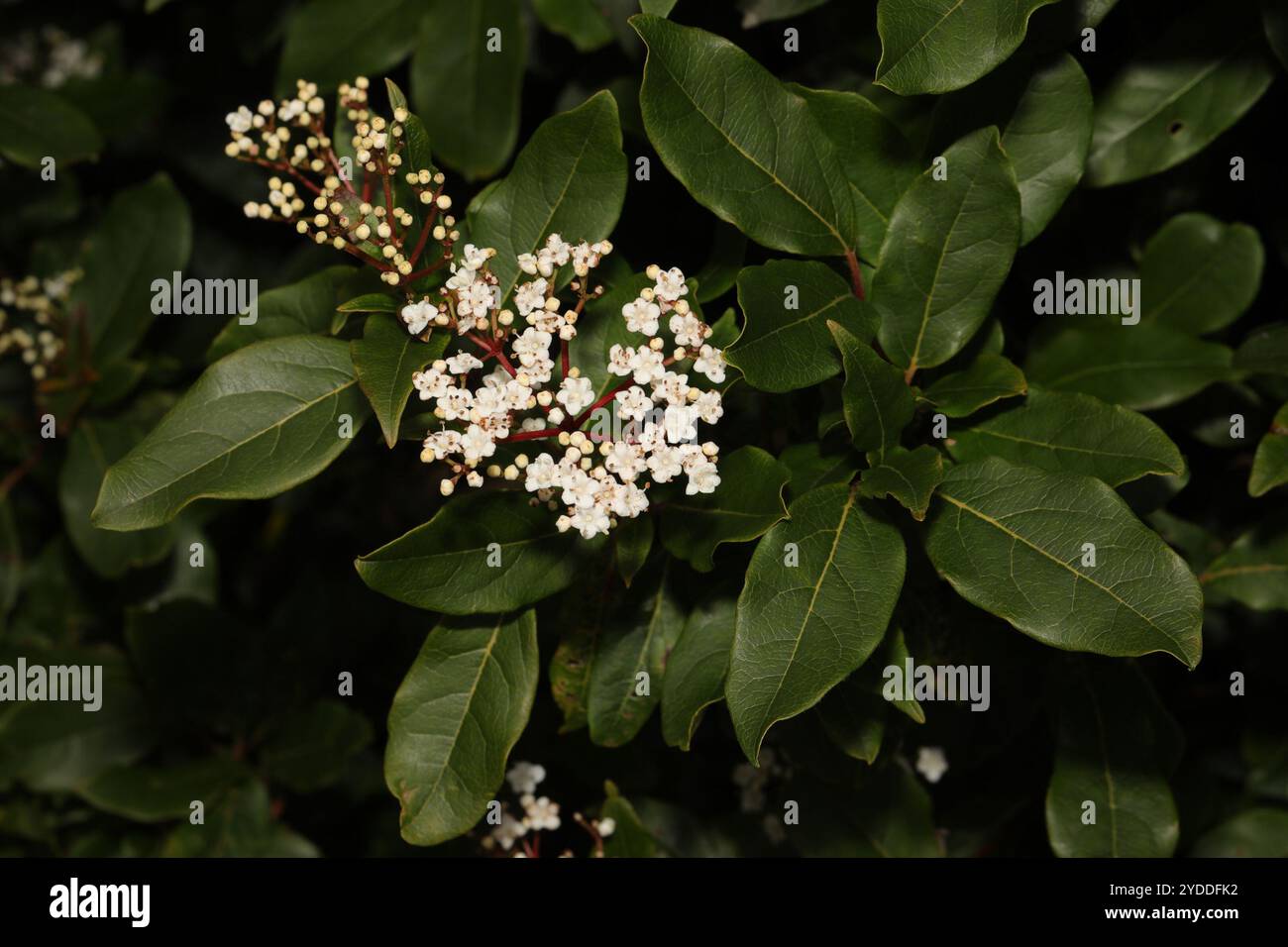 Laurustinus viburnum (Viburnum tinus Stock Photo - Alamy