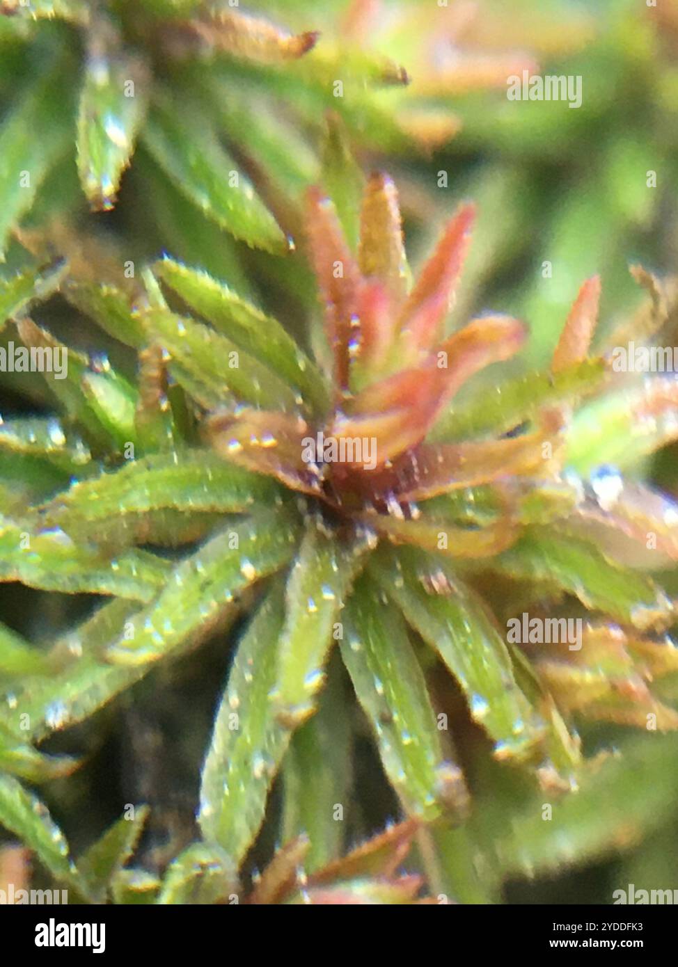 lesser smoothcap (Atrichum angustatum Stock Photo - Alamy