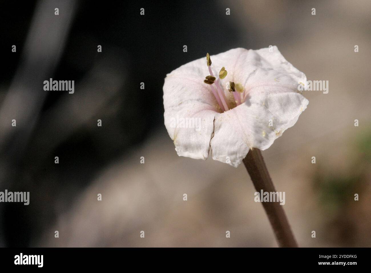angel trumpets (Acleisanthes longiflora Stock Photo - Alamy