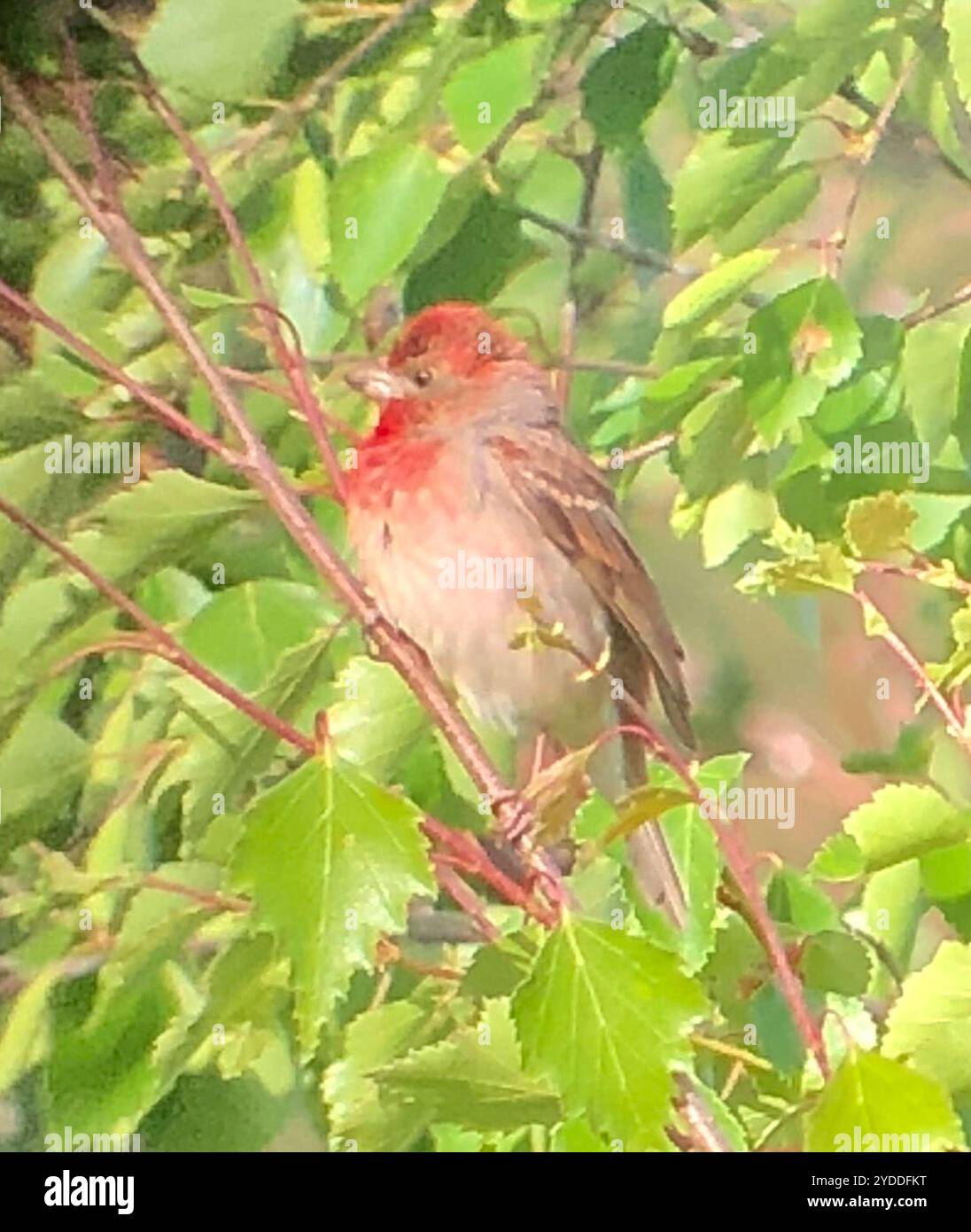 Common Rosefinch (Carpodacus erythrinus Stock Photo - Alamy