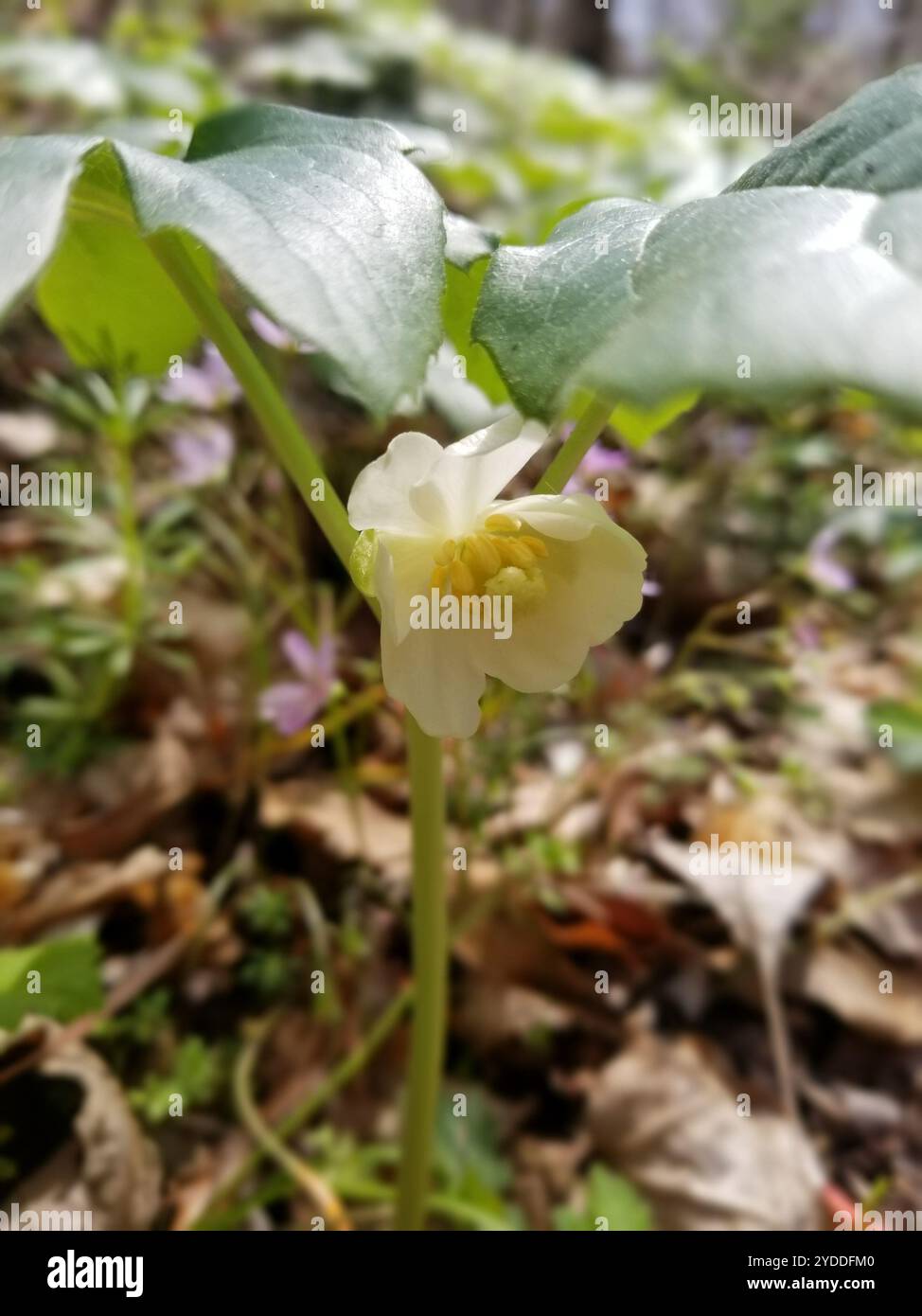 mayapple (Podophyllum peltatum Stock Photo - Alamy