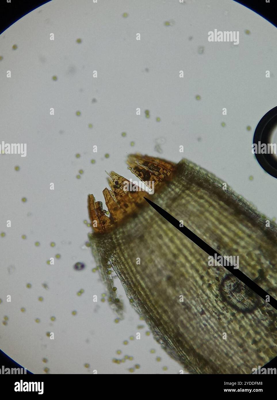 Elegant Bristle-moss (Orthotrichum pulchellum Stock Photo - Alamy