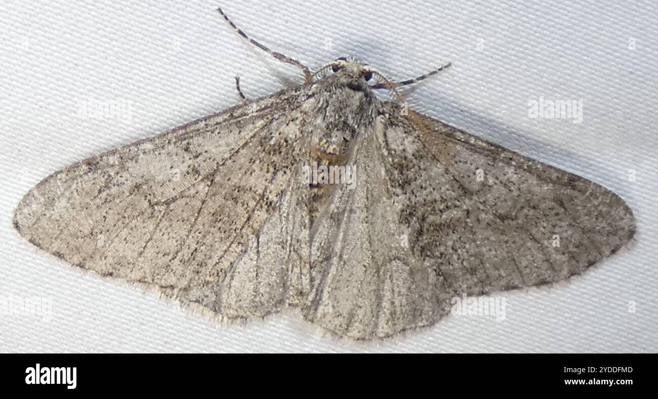Toothed Phigalia Moth (Phigalia denticulata Stock Photo - Alamy