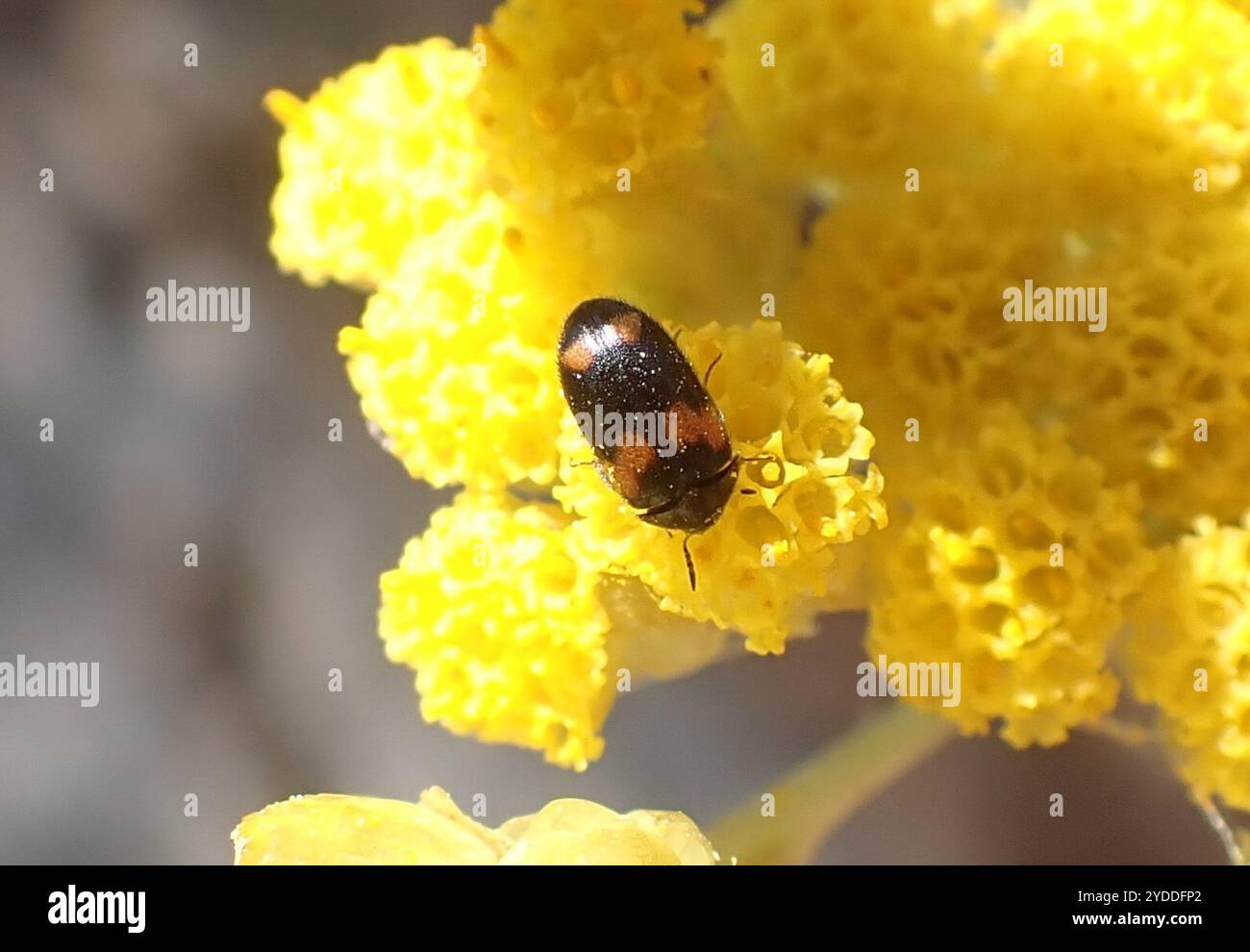 Attagenus hi-res stock photography and images - Alamy
